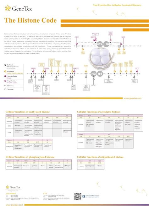 Pdf Y The Histone Code Sgwp Content