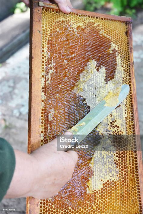 오래 된 양 봉 손 추출 벌 꿀 노란 벌집 야외에서 닫습니다 양 봉 컷 왁 스에서 특별 한 칼으로 벌집 프레임에서 가을에 대한 스톡 사진 및 기타 이미지 Istock