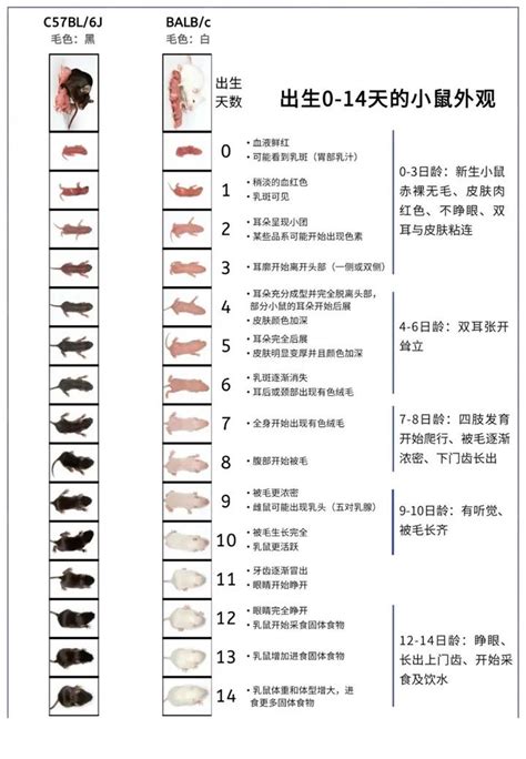 孕鼠、乳鼠日龄判断河南斯克贝斯生物科技股份有限公司 河南斯克贝斯生物科技股份有限公司