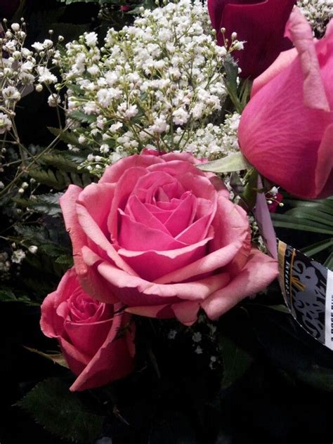 Gorgious Roses Rose Flowers Plants