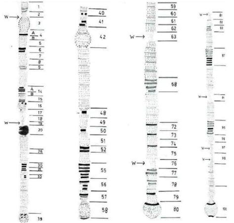 Diagrammatic Representation Of Salivary Gland Polytene Chromosome Maps