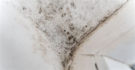 El Truco Para Eliminar El Moho Y La Humedad De Las Paredes En Cinco Minutos Infobae