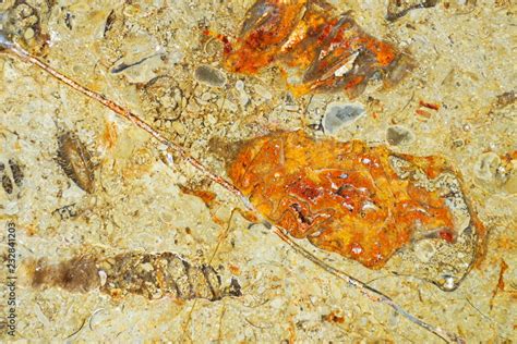 Cross Section Of Limestone Rock With Fossils Foto De Stock Adobe Stock