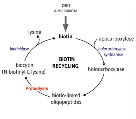 Biotin Lecture Flashcards Quizlet