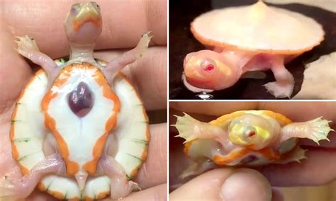 Turtle Born Without Shell