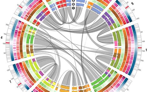 Reference Genome Of Maize Americas Most Important Crop Is Published