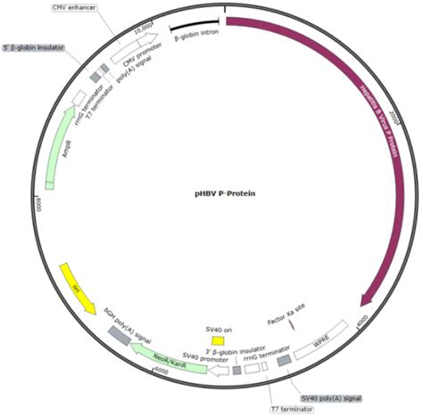 Hepadnavirus Protein Expression Vectors Virongy