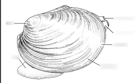 Clam External Anatomy