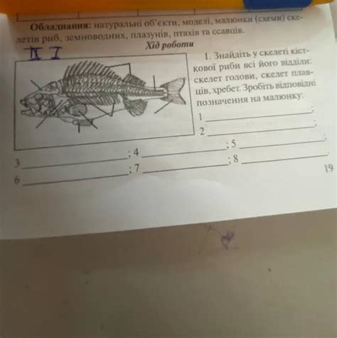1 Знайдіть у скелетi кiст КОВОЇ РИБИ всі його відділи скелет голови скелет плав ців хребет
