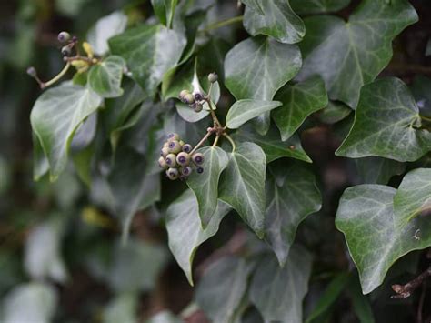 Top 30 Difference Types Of Ivy To Grow And Know About 2024