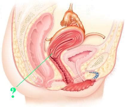 A P Lab Final Flashcards Quizlet