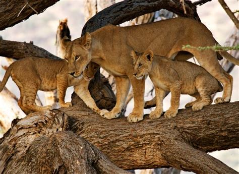 Gallery: Wildlife in Africa - Australian Geographic
