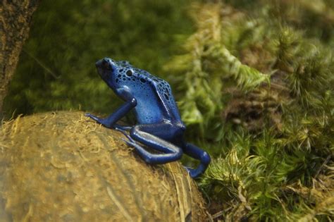 Troubleshooting Your Dart Frog Habitat Why Are My Dart Frogs Dying Reptiles Amphibians