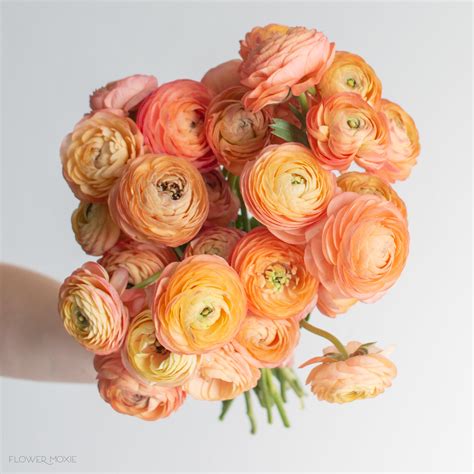 Peach Ranunculus Bulk Fresh Diy Wedding Flowers Flower Moxie