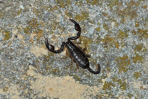 Italian Scorpion Euscorpius Italicus Small Benign Has Mild Sting Italian Scorpion Euscorpius Italicus Small Benign Has Mild Sting