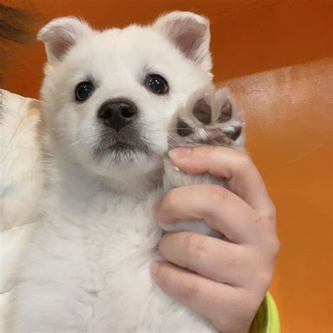 진도스피츠믹스 모찌 강아지 책임분양 ♥ 강아지입양 고양이입양 유기견입양센터 아이조아요양보호소