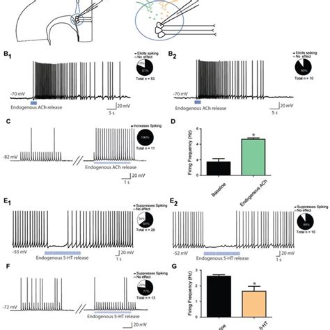 Opposing Cholinergic And Serotonergic Modulation Of Prefrontal Layer 6 Download Scientific