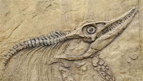 Largest Of Its Kind Giant Dinosaur Fossil Wall Unearthed In Chinas