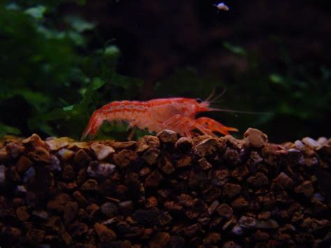 Sexing Cpos Mexican Dwarf Crayfish Anyone Know How Can You Tell Me