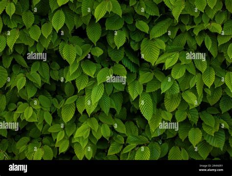 Ulmus Pumila Celer Leaves European Hornbeam Or Carpinus Betulus In The