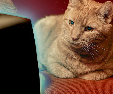 Raspberry Pi Cat Tv 5 Steps With Pictures Instructables