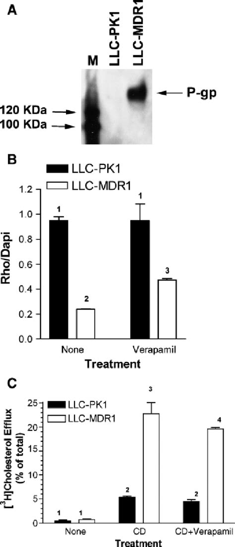 Effects Of P Glycoprotein P Gp Expression On P Gp Activity And Free