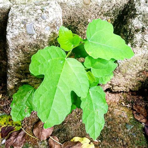 Без названия — И на камнях растет инжир. #garden #инжир