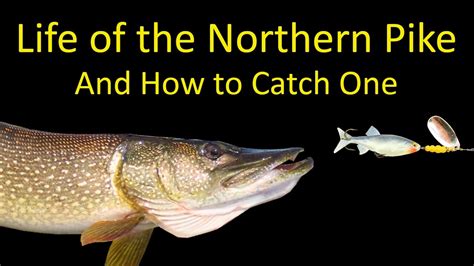 Crack The Code Lake Erie Northern Pike Hotspots And Pro Techniques