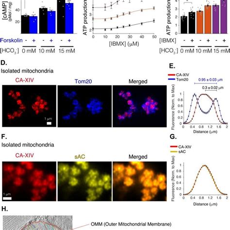 Figure Supplement 1 Mitochondrial Localization Of Download Scientific Diagram