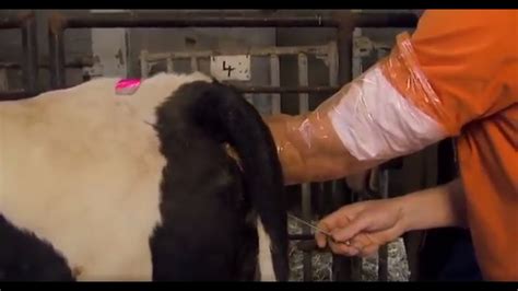 Who Invented Artificial Insemination In Cattle At Sam Vanthoff Blog