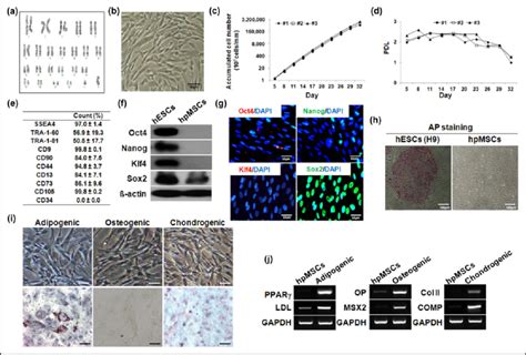 Characterization And Maintenance Of Hpmscs From Human Term Placenta