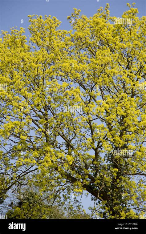 Trees Portrait Format Stock Photo Alamy