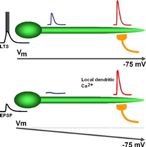 Both Global And Local Dendritic Ca 2 ϩ Signaling Could Occur In Trn