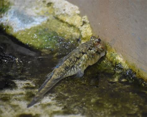 Atlantic Mudskipper Facts Diet Habitat And Pictures On Animaliabio