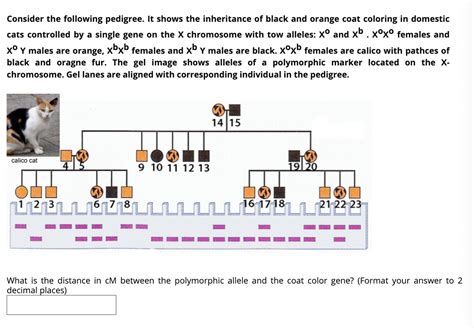 solved consider the following pedigree it shows the