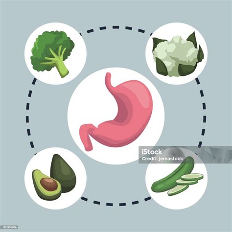 색상 녹색 야채와 위 기관 배경 원형 프레임 주위 건강 식품 건강한 생활방식에 대한 스톡 벡터 아트 및 기타 이미지 건강한 생활방식 건강한 식생활 꽃 양배추 Istock
