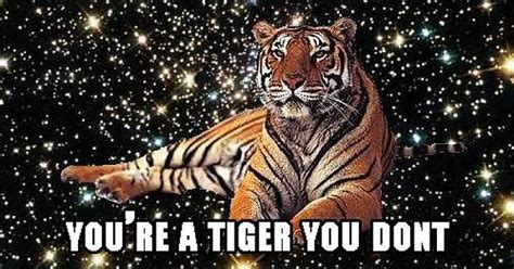wtf tiger imgur