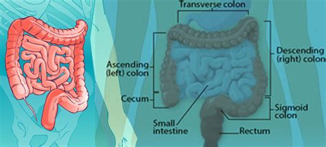 Novel Drug Delivery With Colon Targeting Adamas University