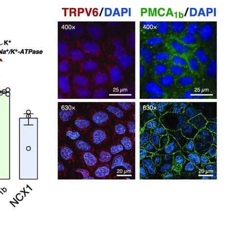 Expression Of Genes And Proteins Related To Transepithelial Calcium Download Scientific Diagram