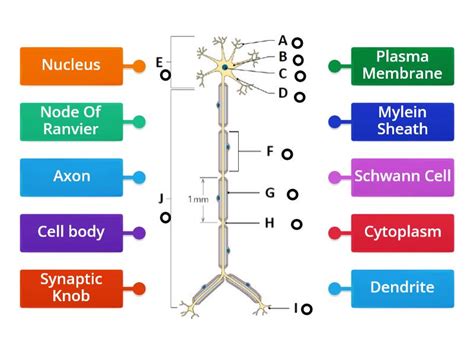 Structure Of Neuron Labelled Diagram