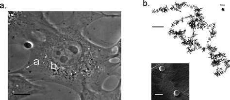 Examples Of Passive Techniques A Multiple Particle Tracking Of