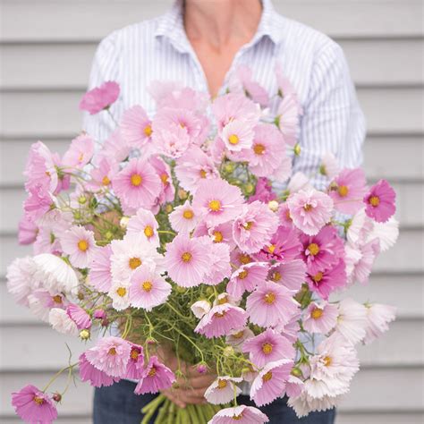 Cosmos Flower Garden Seeds