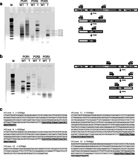 Tail Pcr And Integration Site Identification A Tail Pcr Amplification Download Scientific