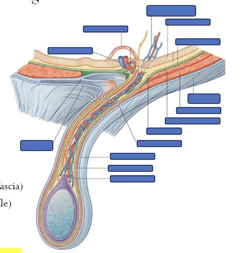 The Inguinal Canal Diagram Quizlet