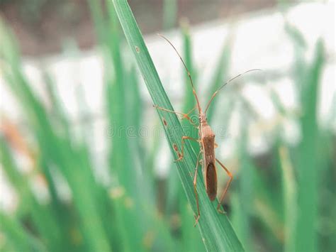 Rice Bug Pest Leptocorisa Oratorius Stock Image Image Of Pest