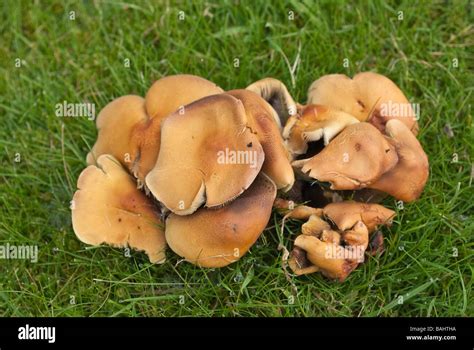 Fungus Growing In The Grass Stock Photo Alamy