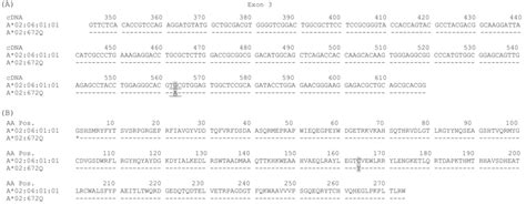a in exons 2 3 and 4 the dna sequence of a 02 672q is identical to