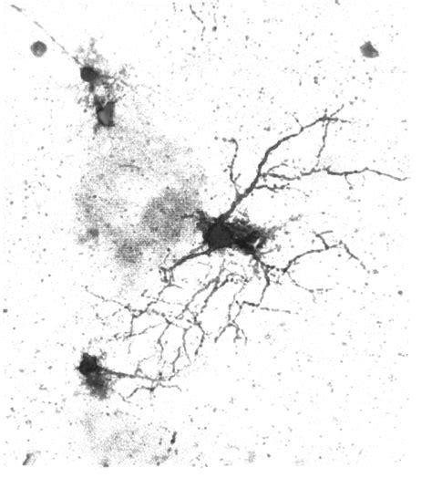 The Visual Inspection Of A Fly Neuron From The Bigneuron Project The