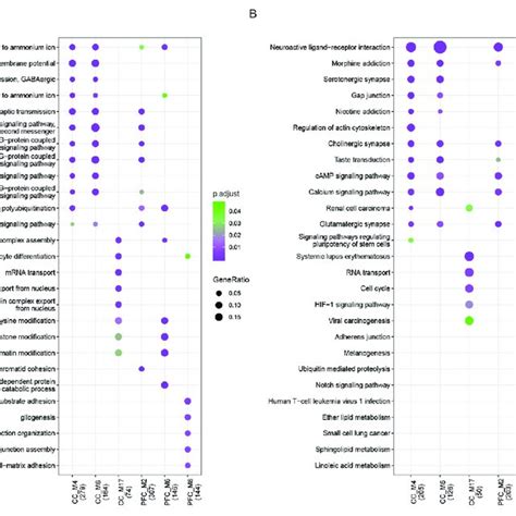 Functional Enrichment Results A Go Biological Process And B Kegg