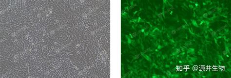 Hei Oc1细胞培养和基因编辑小技巧 知乎